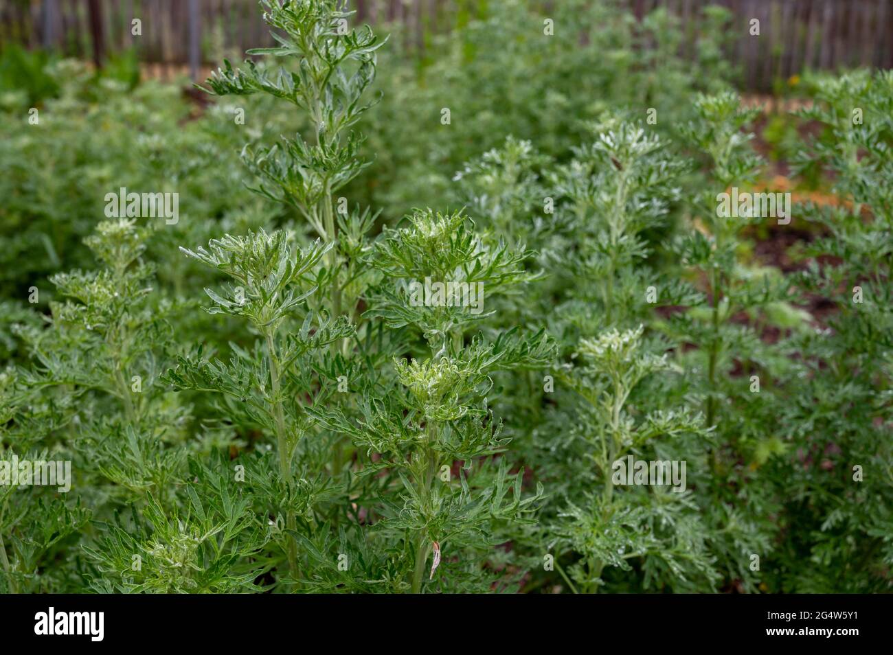Botanical collection, young green leaves of Artemisia absinthium ...