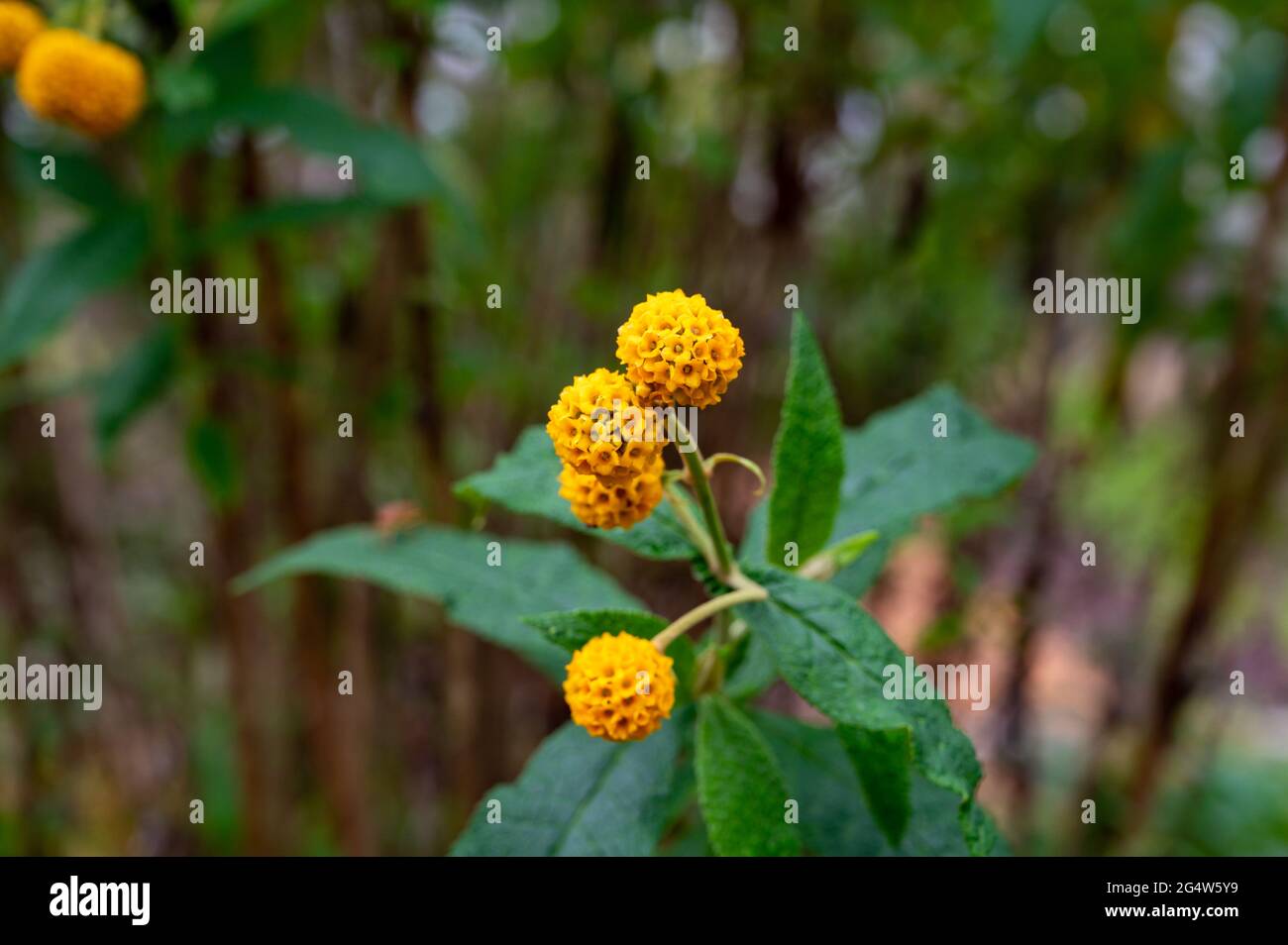 Botanical collection, Buddleja globosa medicinal plant or orange-ball ...