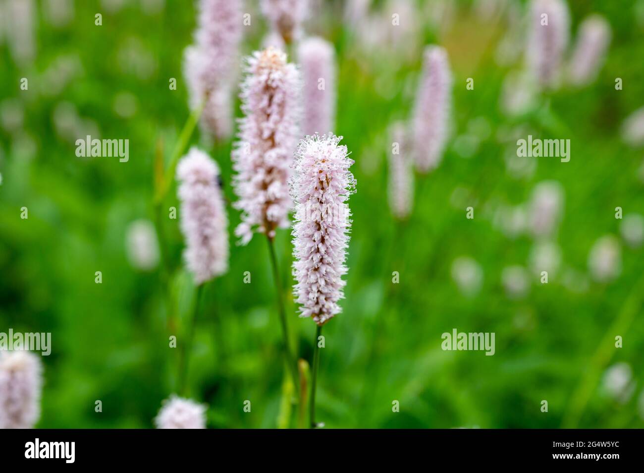 Botanical collection, young green leaves and pink flowers of medicinal ...
