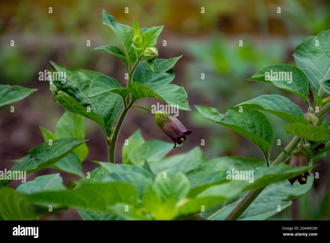 Botanical collection, Atropa belladonna, commonly known as belladonna ...