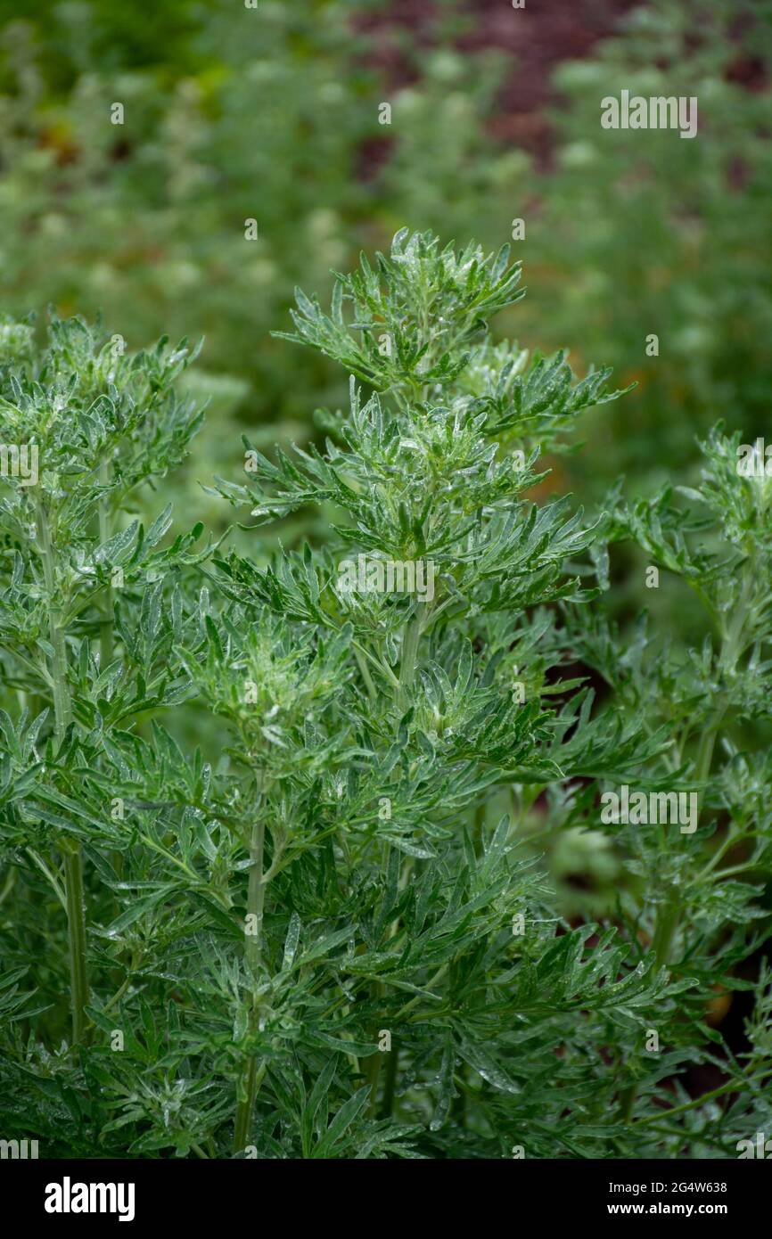 Botanical collection, young green leaves of Artemisia absinthium ...