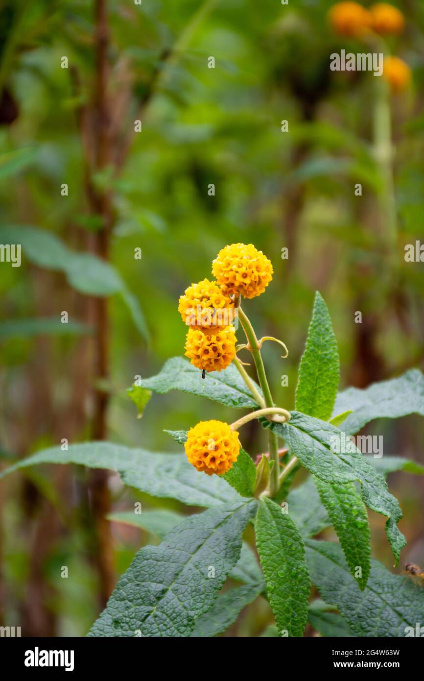 Buddleia globosa orange hi-res stock photography and images - Alamy