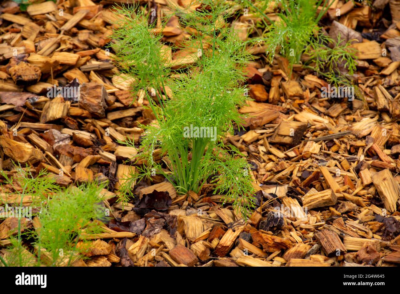 Botanical collection, Young Fennel or Foeniculum vulgare edible and ...