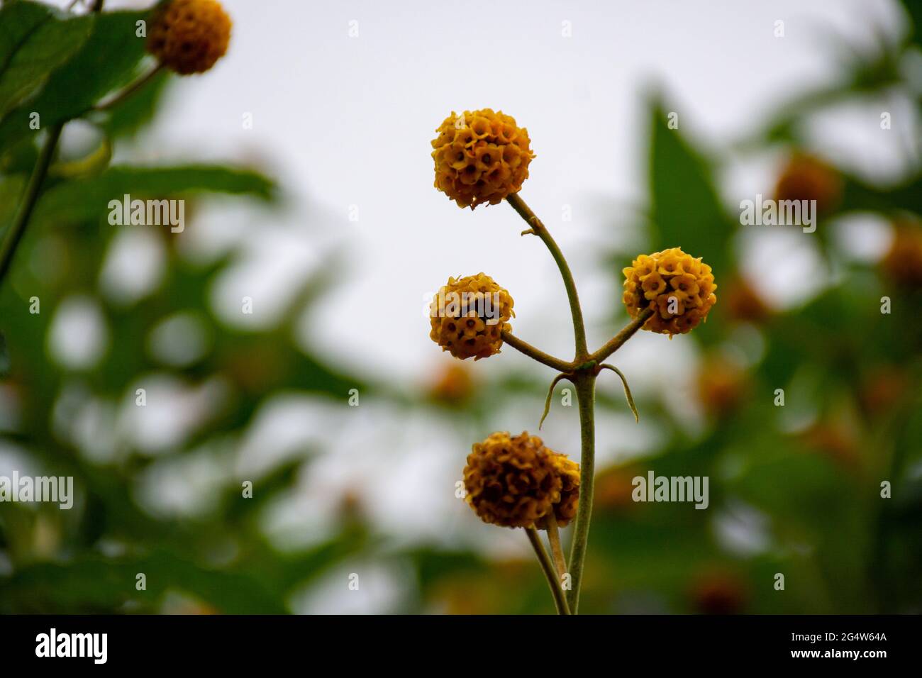 Botanical collection, Buddleja globosa medicinal plant or orange-ball ...