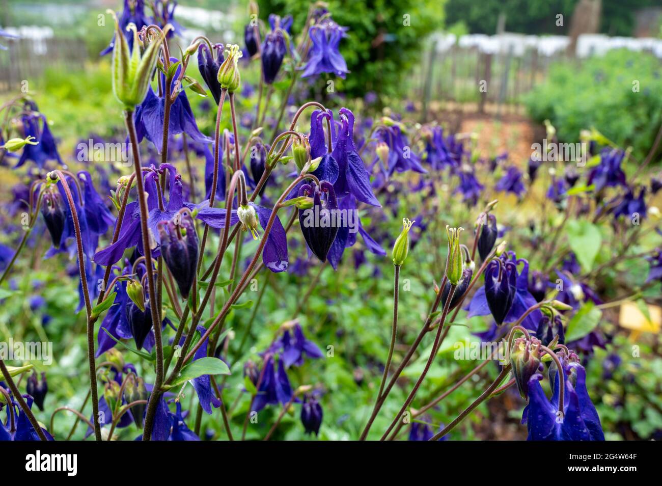 Botanical collection, young green leaves and violet flowers of garden ...