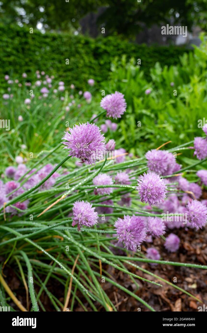 Botanical collection, violet blossom of edible, medicinal, ornamental ...