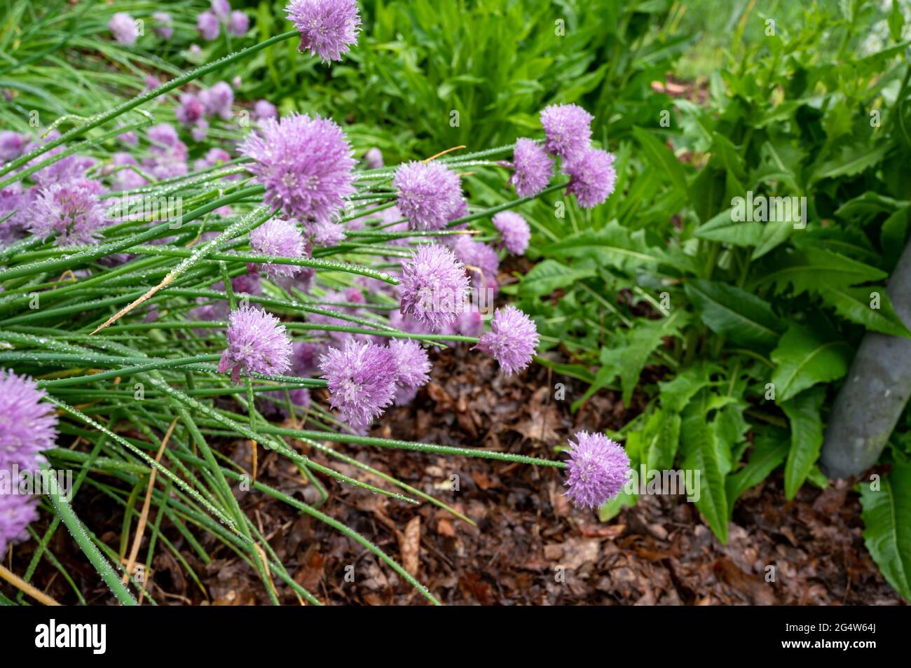 Botanical collection, violet blossom of edible, medicinal, ornamental ...