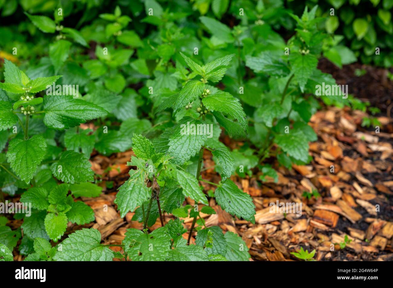 Botanical collection, Lamium album, medicinal plant commonly called ...