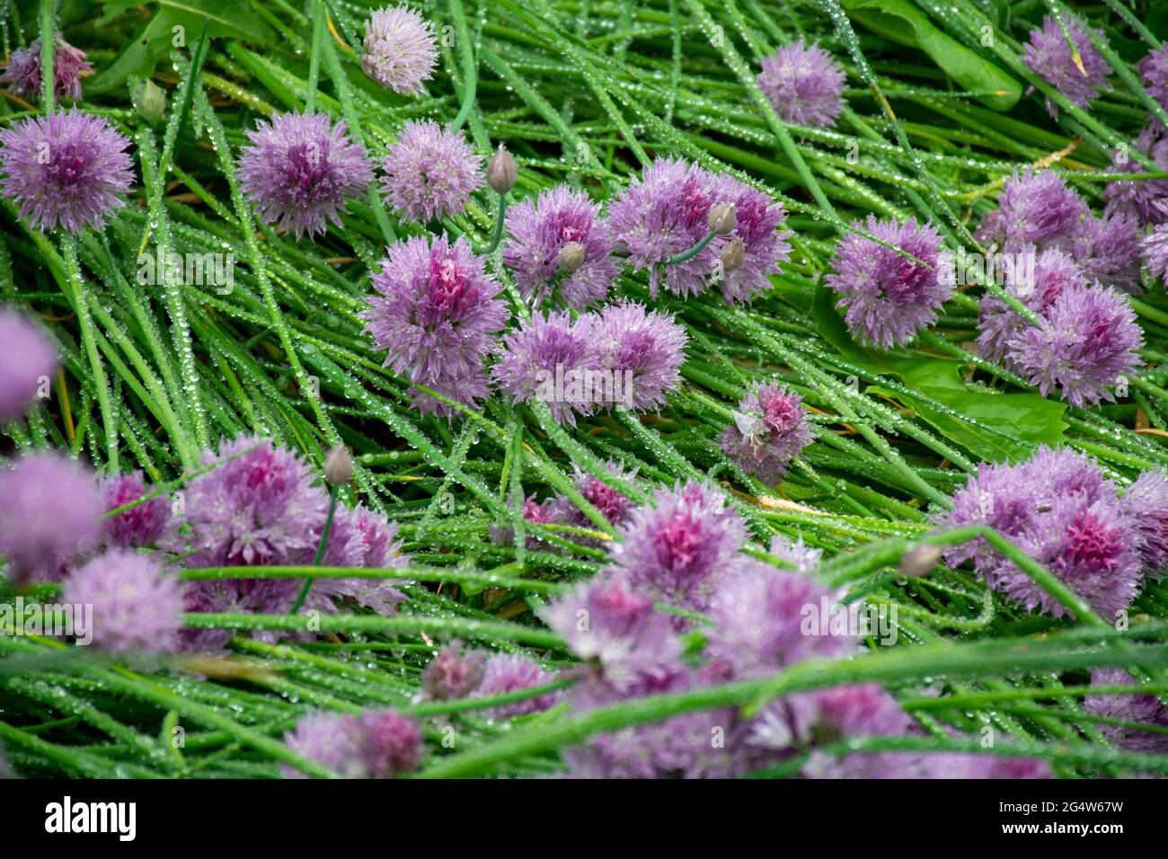 Botanical collection, violet blossom of edible, medicinal, ornamental ...