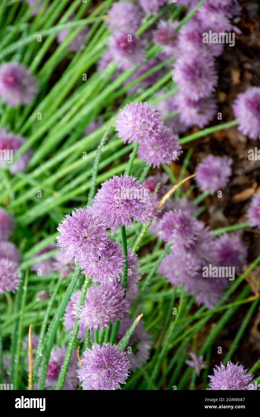 Botanical collection, violet blossom of edible, medicinal, ornamental ...