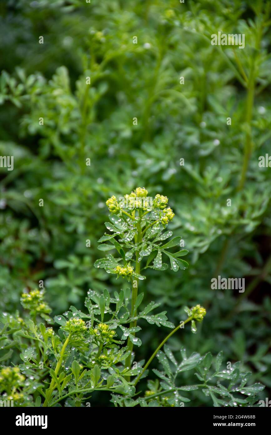 Botanical collection, Ruta graveolens medicinal plant or strong ...