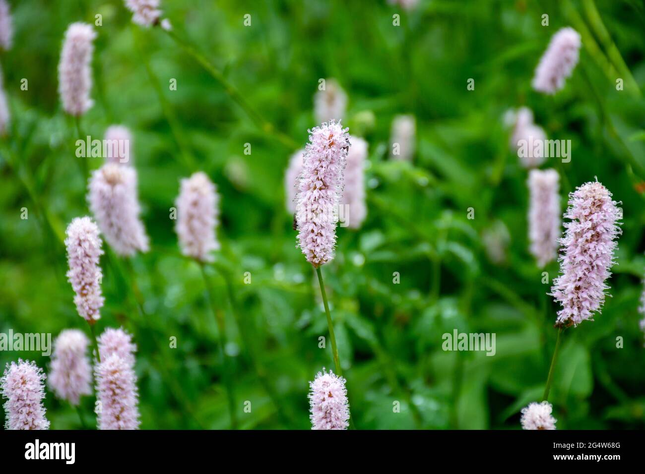 Botanical collection, young green leaves and pink flowers of medicinal ...