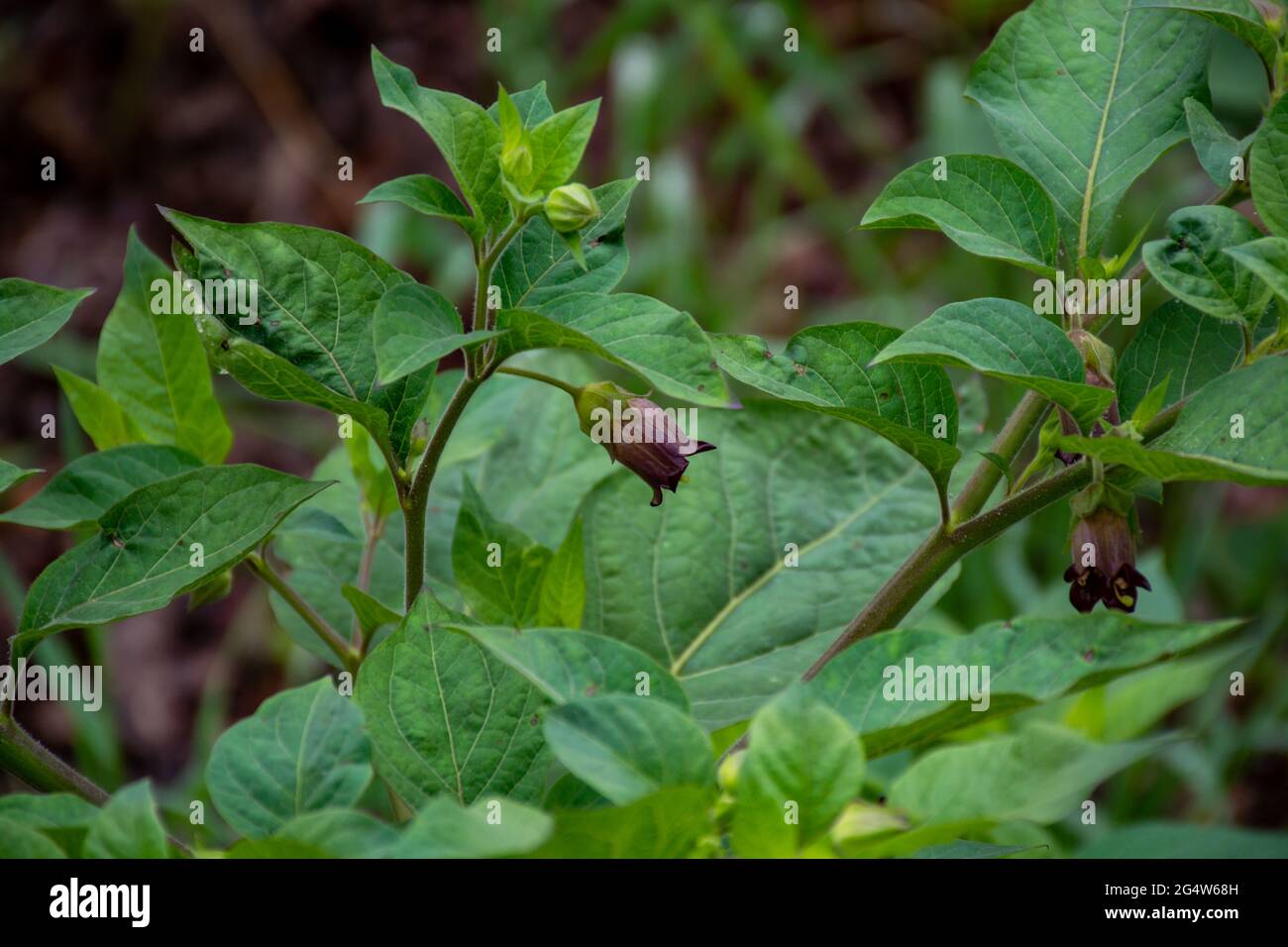 Botanical collection, Atropa belladonna, commonly known as belladonna ...