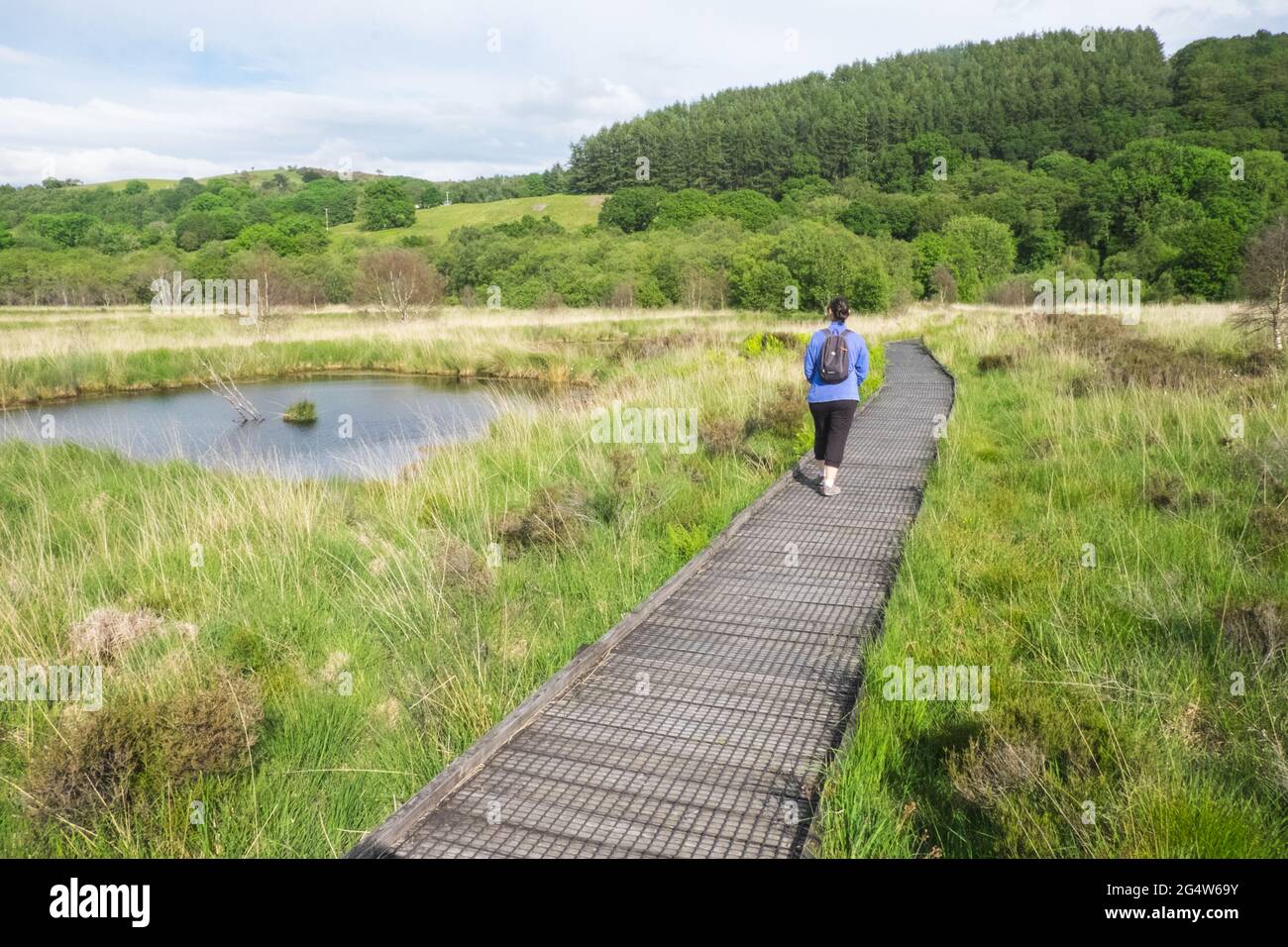 Welsh insects hi-res stock photography and images - Alamy