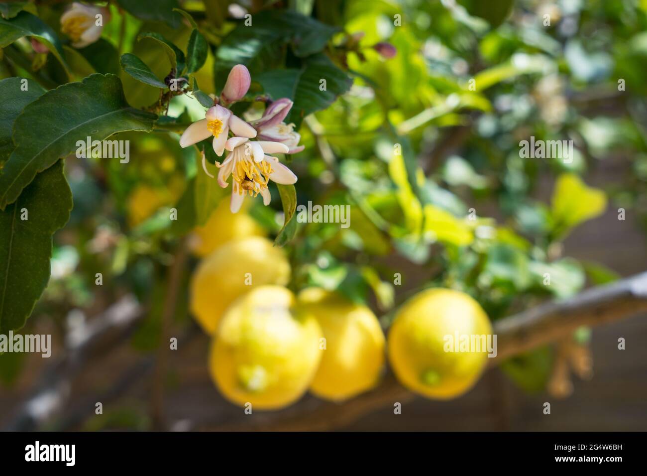 Sour spring hi-res stock photography and images - Alamy