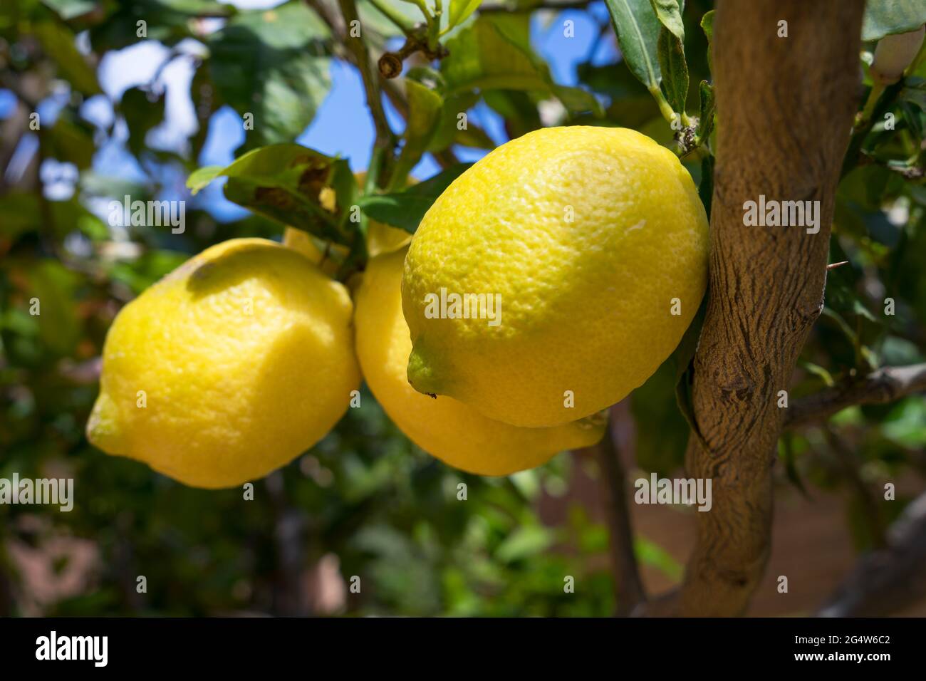 Lemons cultivation hi-res stock photography and images - Alamy