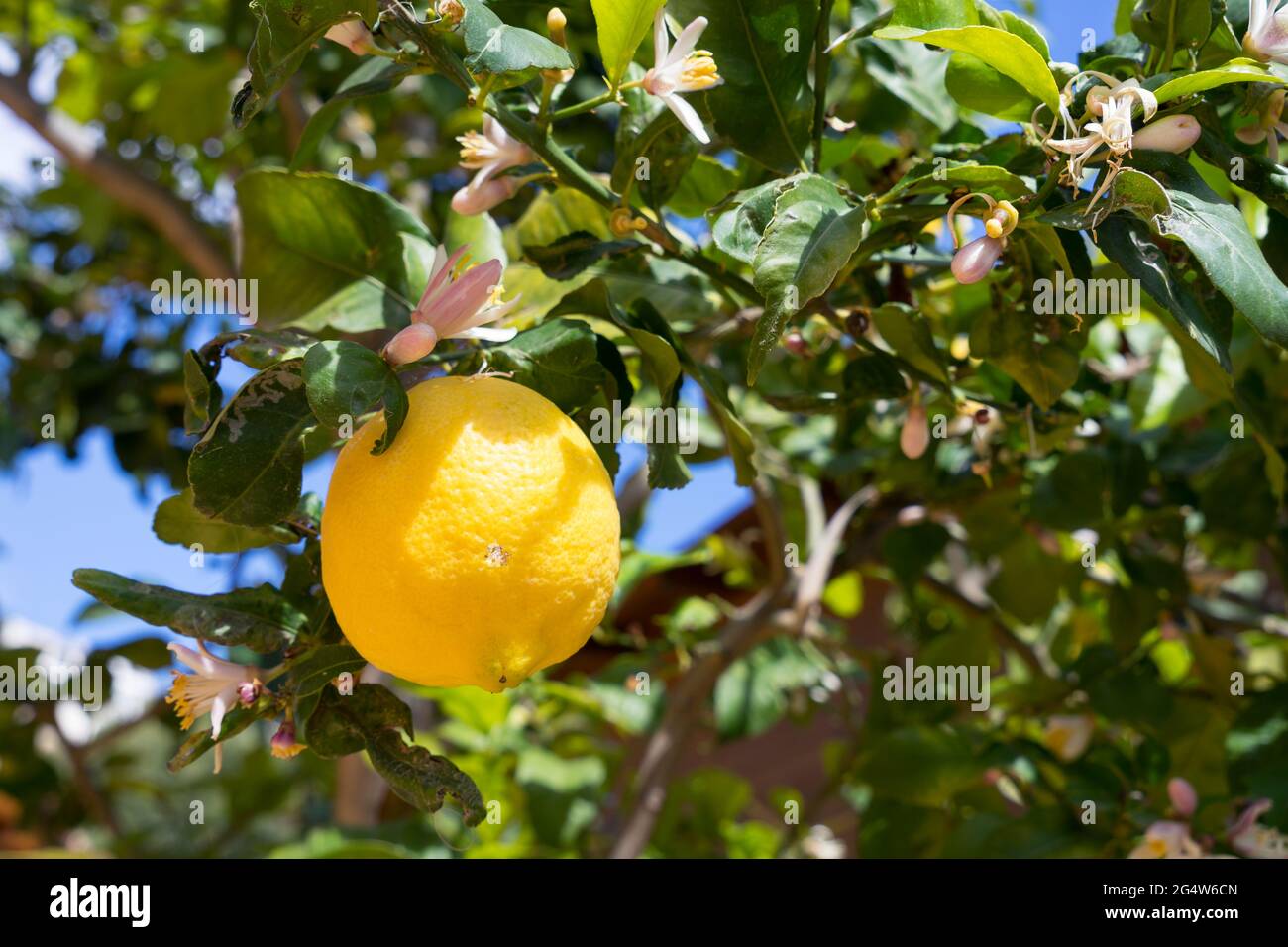 Beautiful orchard hi-res stock photography and images - Alamy