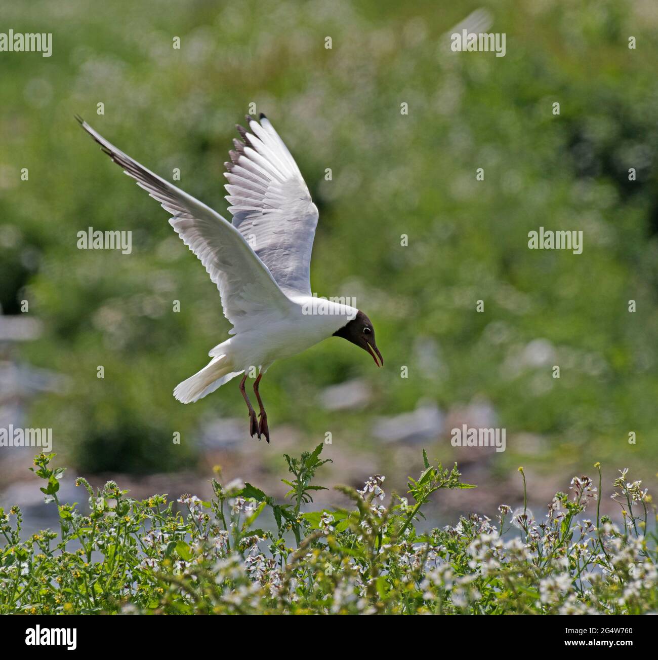 Habitat bird photo and image hi-res stock photography and images - Alamy
