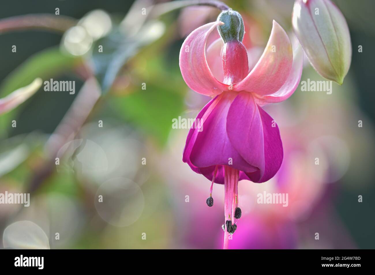 Fuchsia pink flower hi-res stock photography and images - Alamy