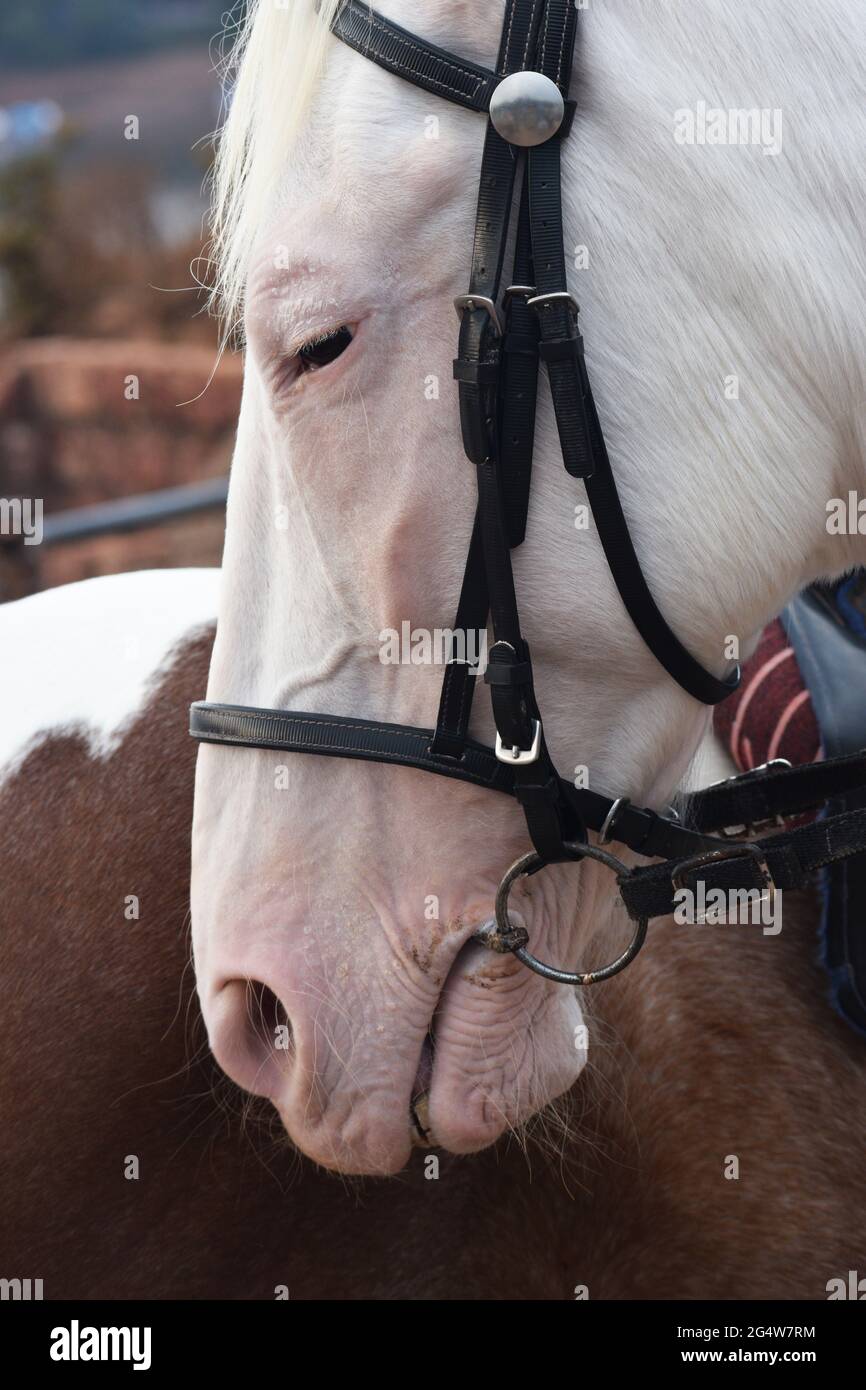 Portrait of a beautiful arabinan stallion hea Stock Photo - Alamy