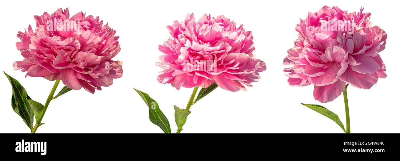 Set of three peonies flowers isolated on white background Stock Photo ...