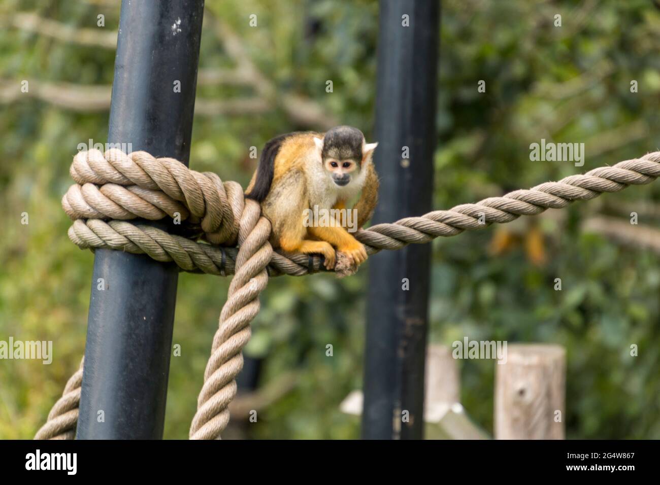 Common squirrell monkey climbing trees and ropes Stock Photo - Alamy
