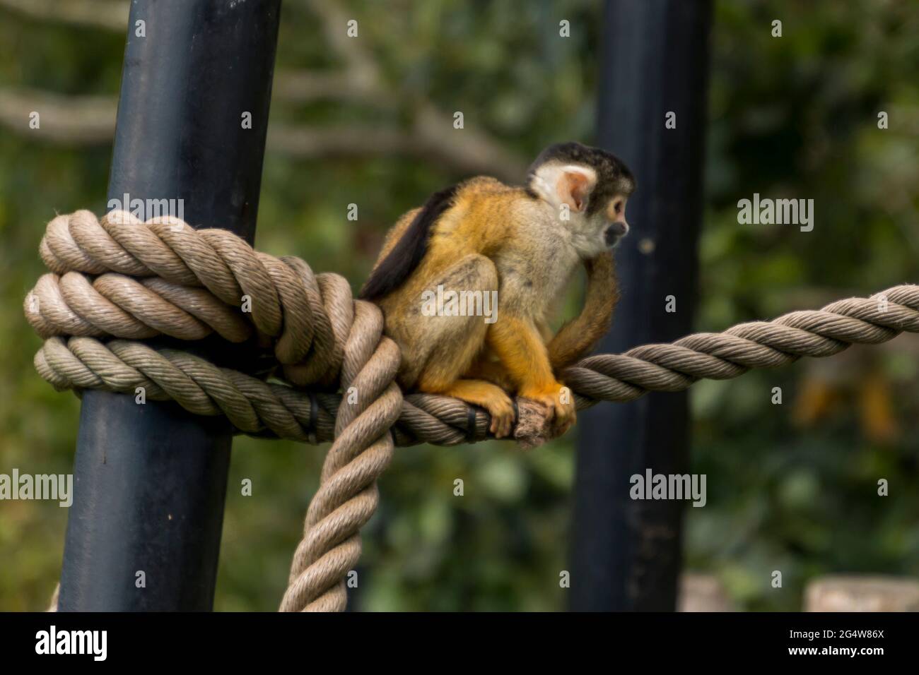 Common squirrell monkey climbing trees and ropes Stock Photo - Alamy