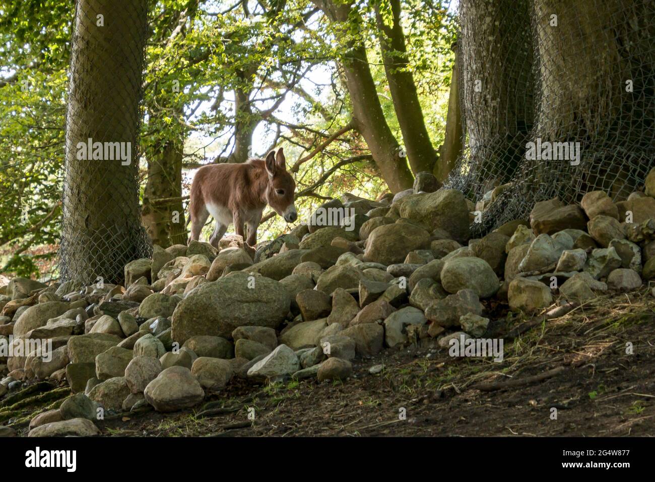 A donkey stands in a pile of rocks and looks, Brown donkey, trees in ...