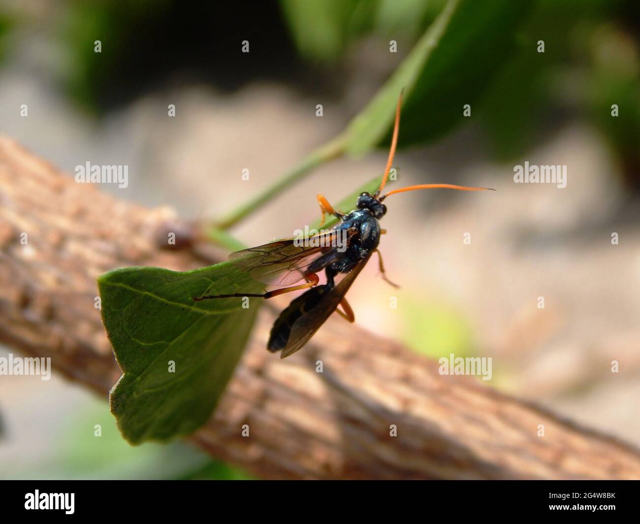 Parasitoid wasp on a leaf of a tree Stock Photo - Alamy
