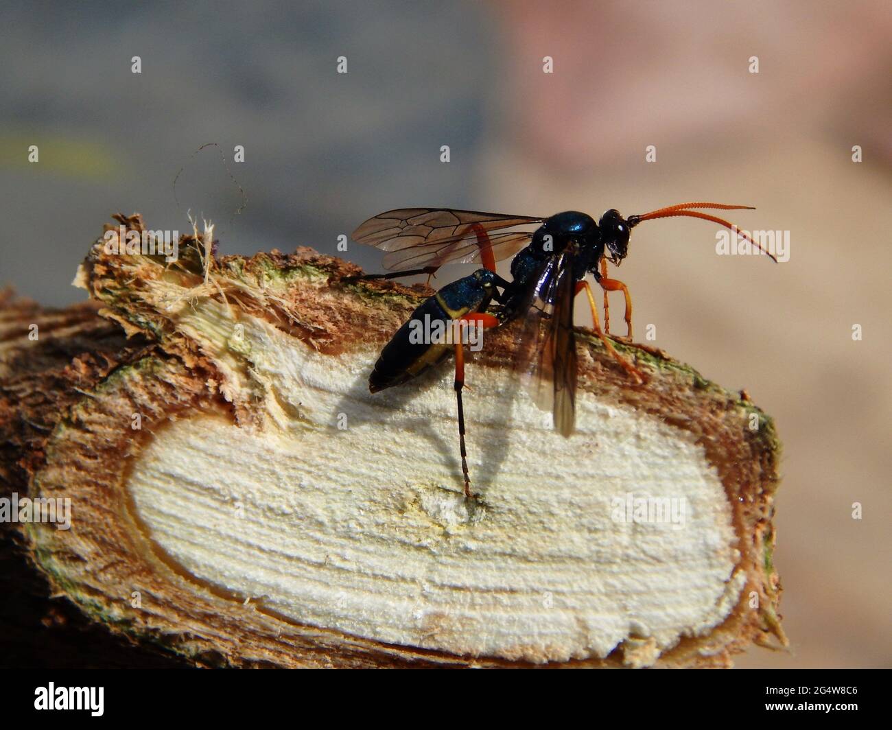 Sabre wasp hi-res stock photography and images - Alamy