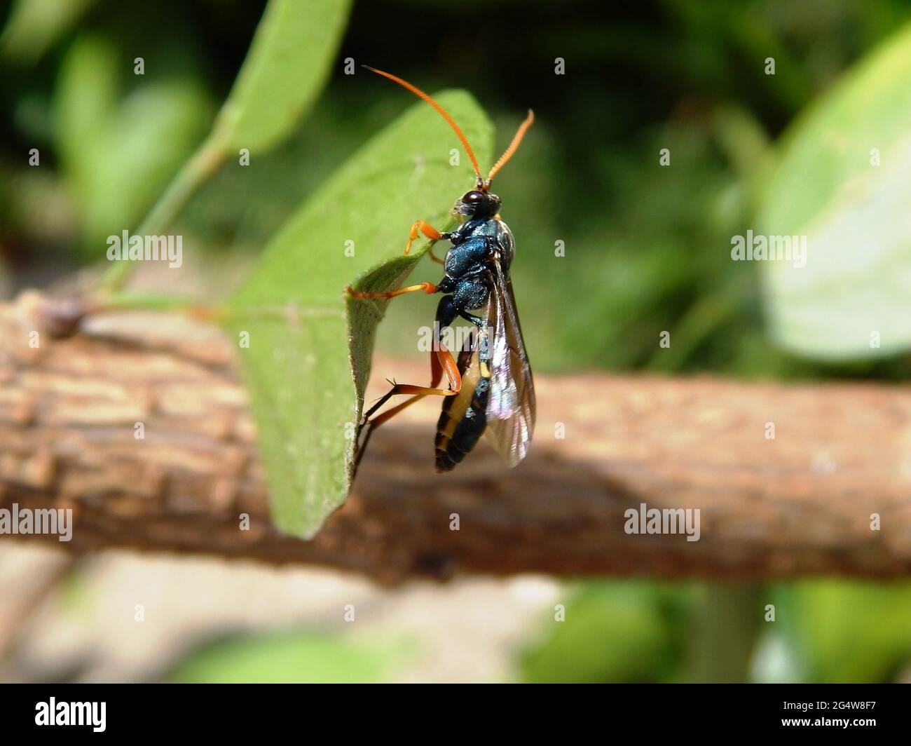 Parasitoid wasp on a leaf of a tree Stock Photo - Alamy