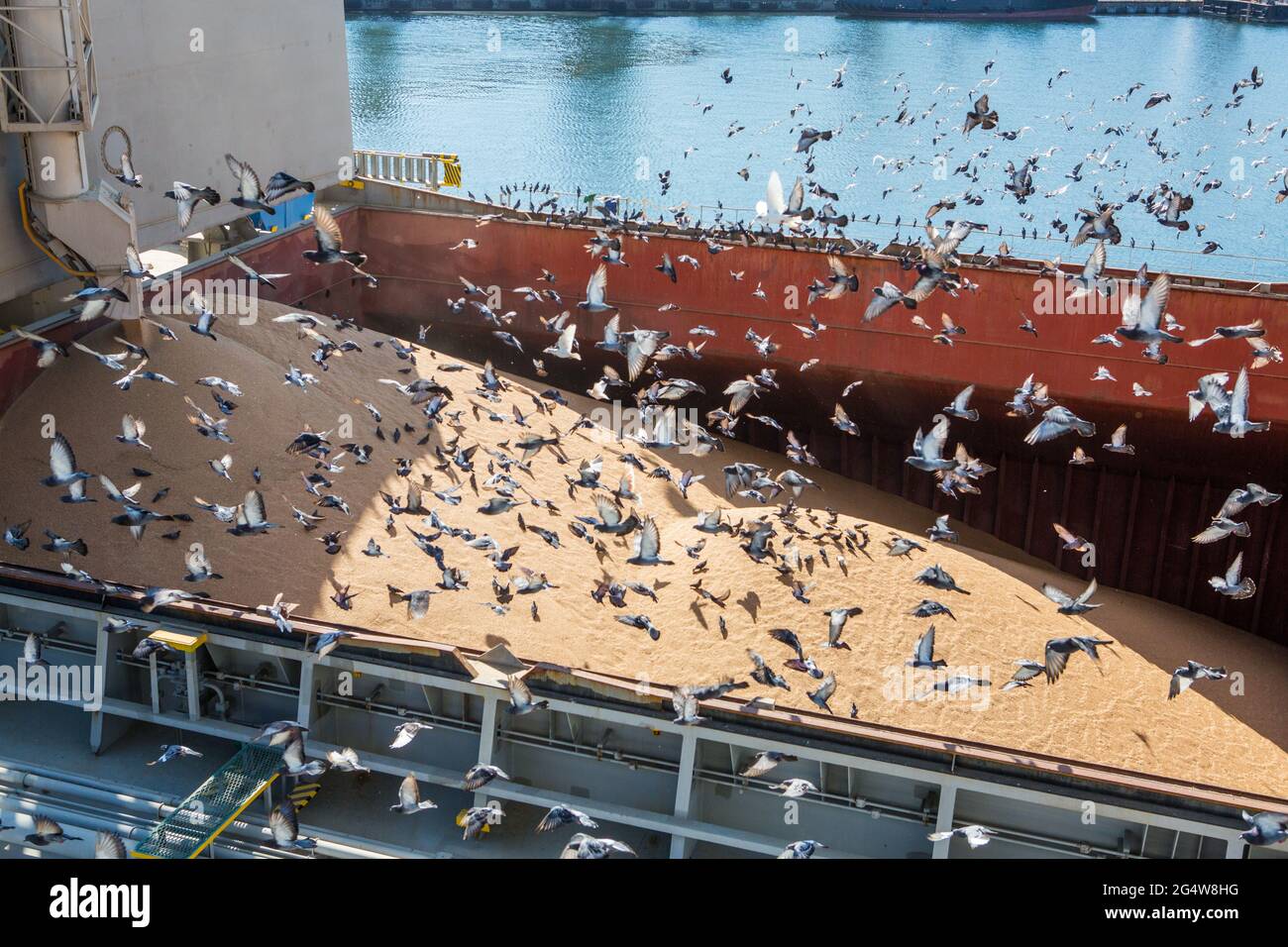 Еlevator crane loads ship holds bulk with wheat. Birds in bulk hold ...