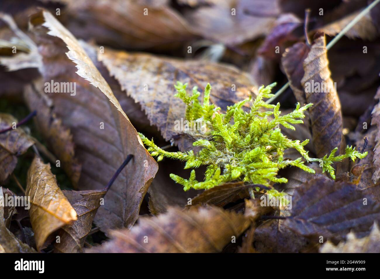 Overhead shot of moss and autumn leaves on the land under bright ...