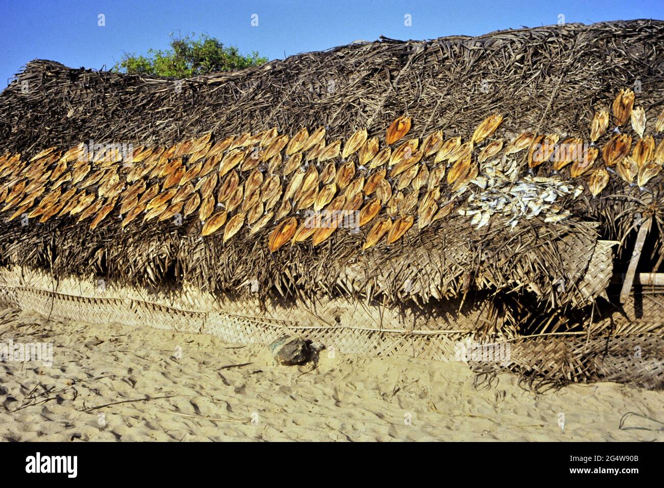 fish drying on the thatched roof of a hut on the beach in thailand ...