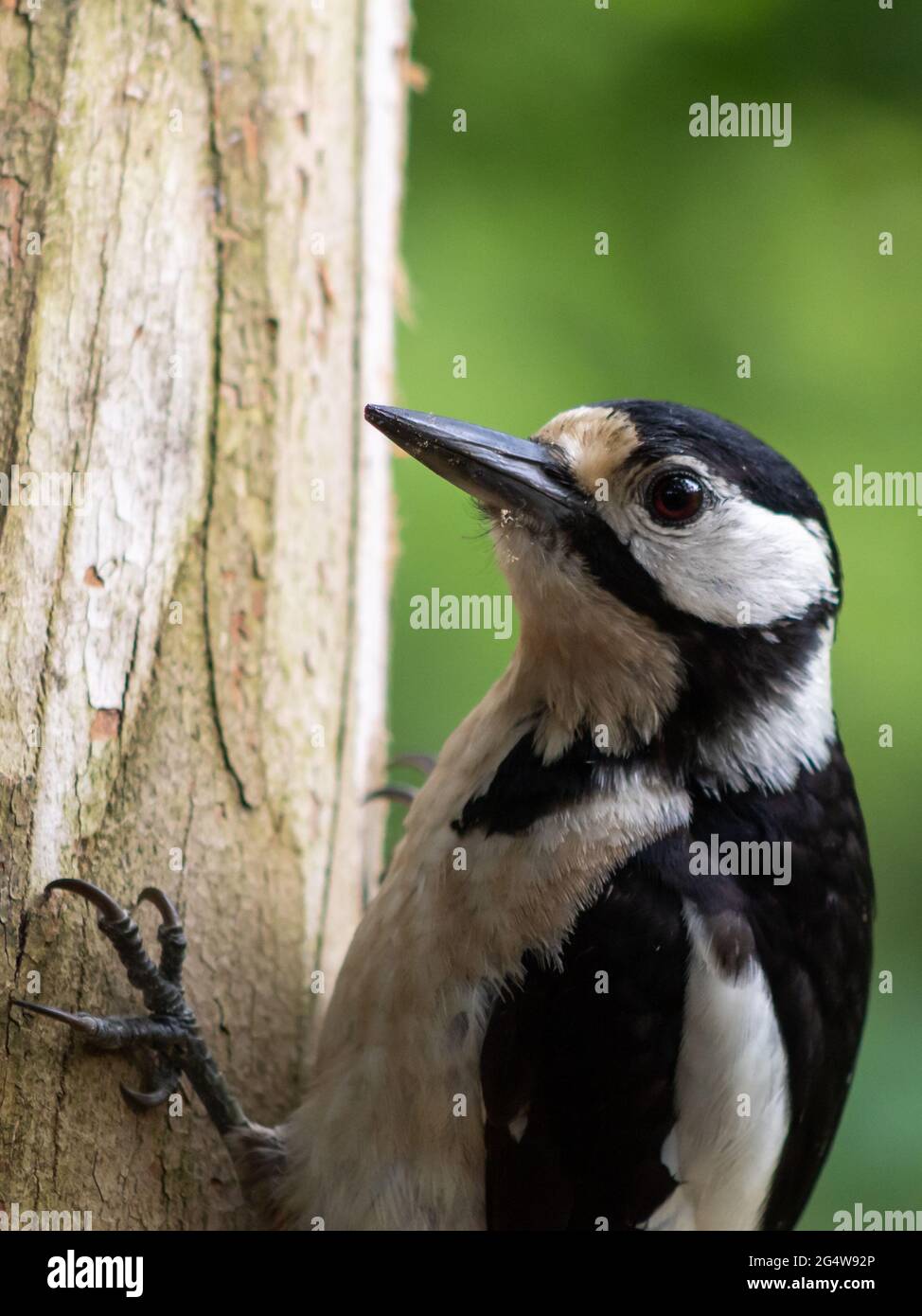 Cling to tree hi-res stock photography and images - Alamy
