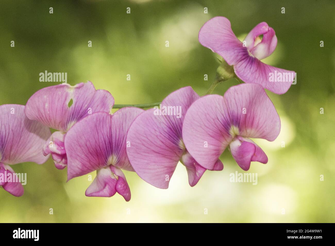 Plant Of The Leguminous Pea Family High Resolution Stock Photography ...