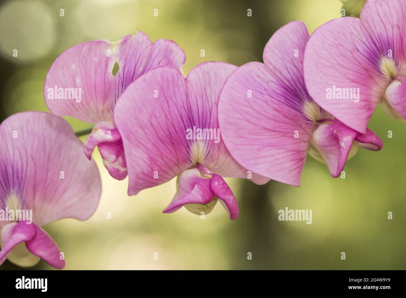 Plant Of The Leguminous Pea Family High Resolution Stock Photography ...
