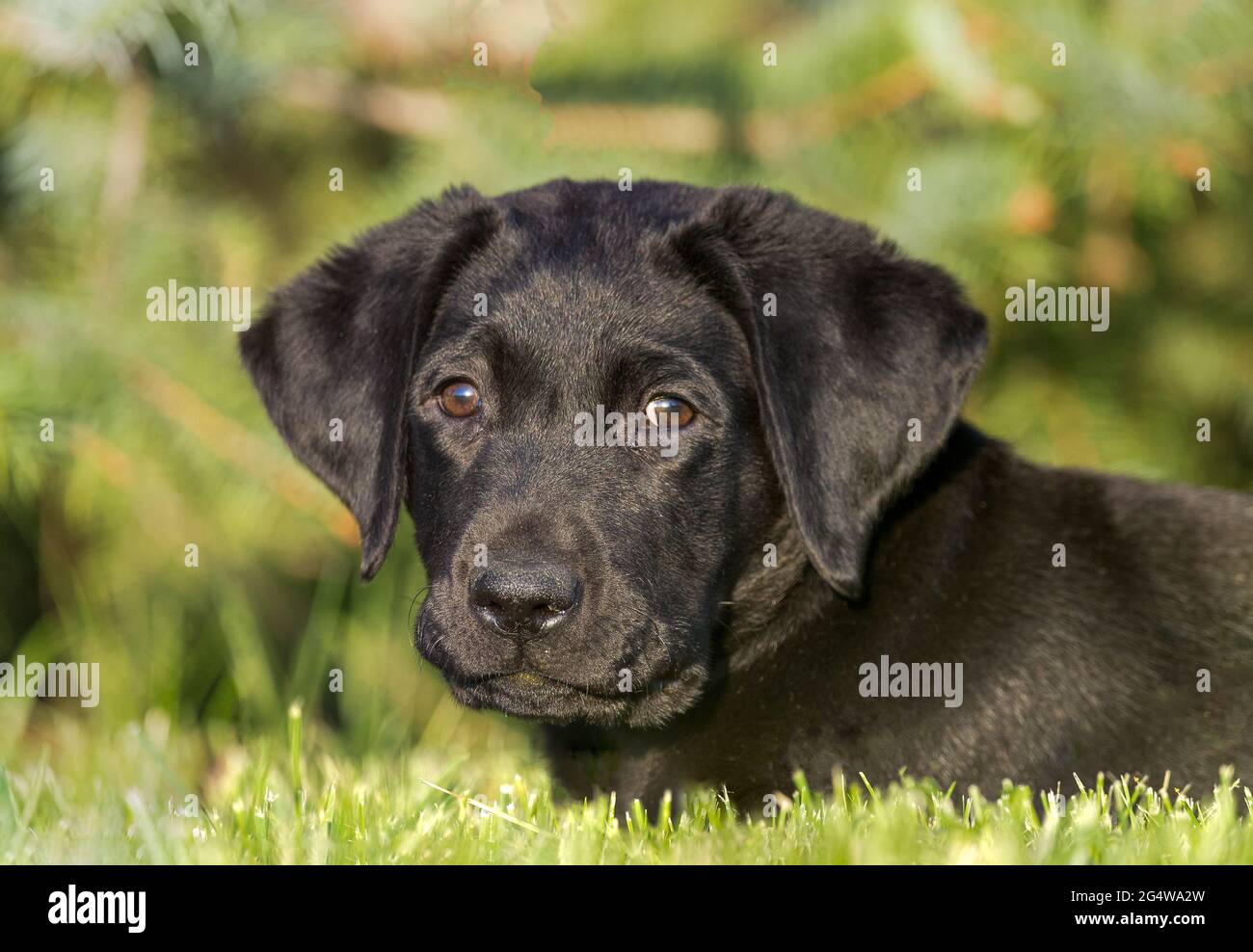 Cute black labrador puppy hi-res stock photography and images - Alamy