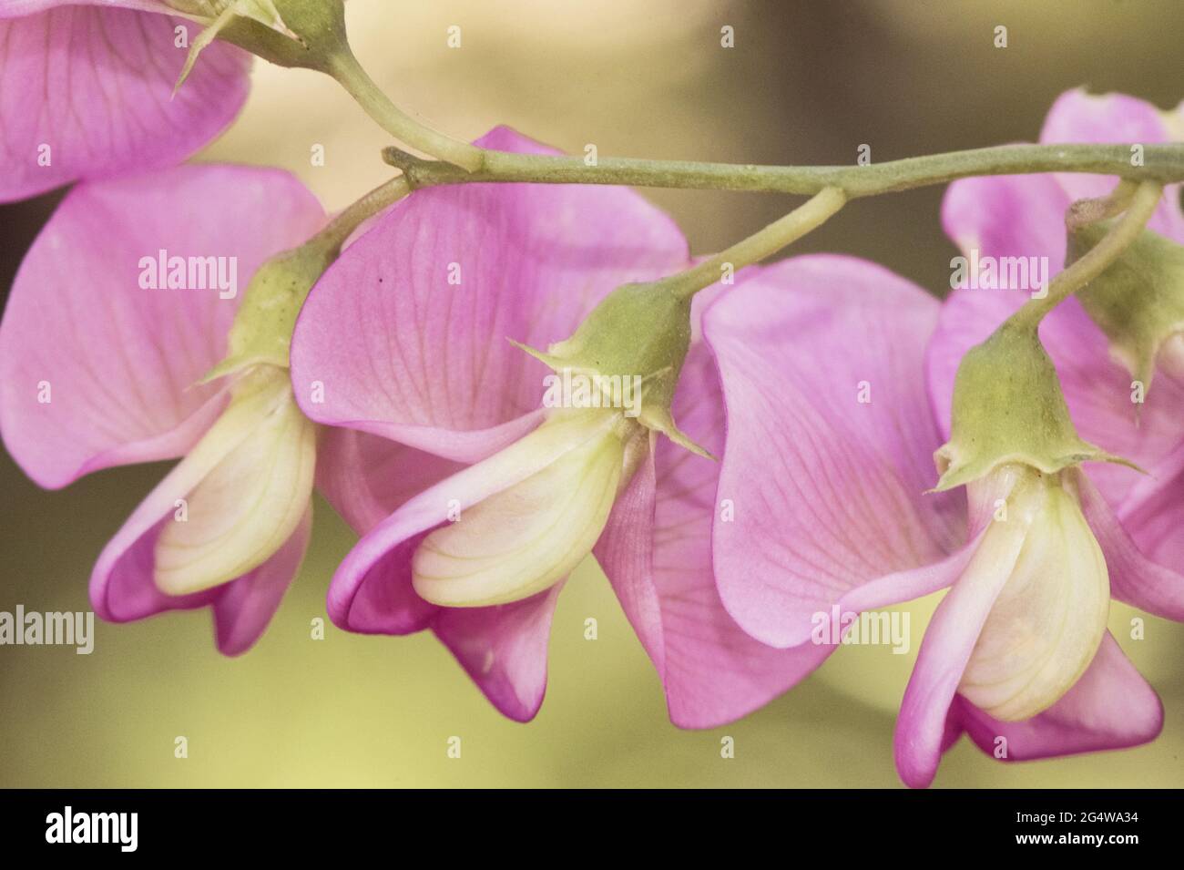 Plant Of The Leguminous Pea Family High Resolution Stock Photography ...