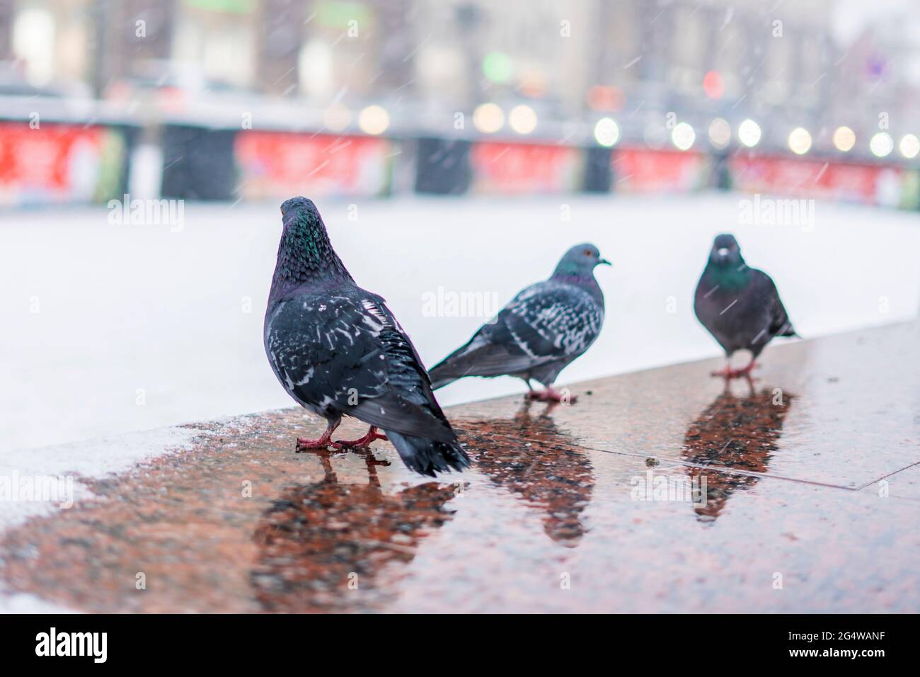 Brave pigeons hi-res stock photography and images - Alamy