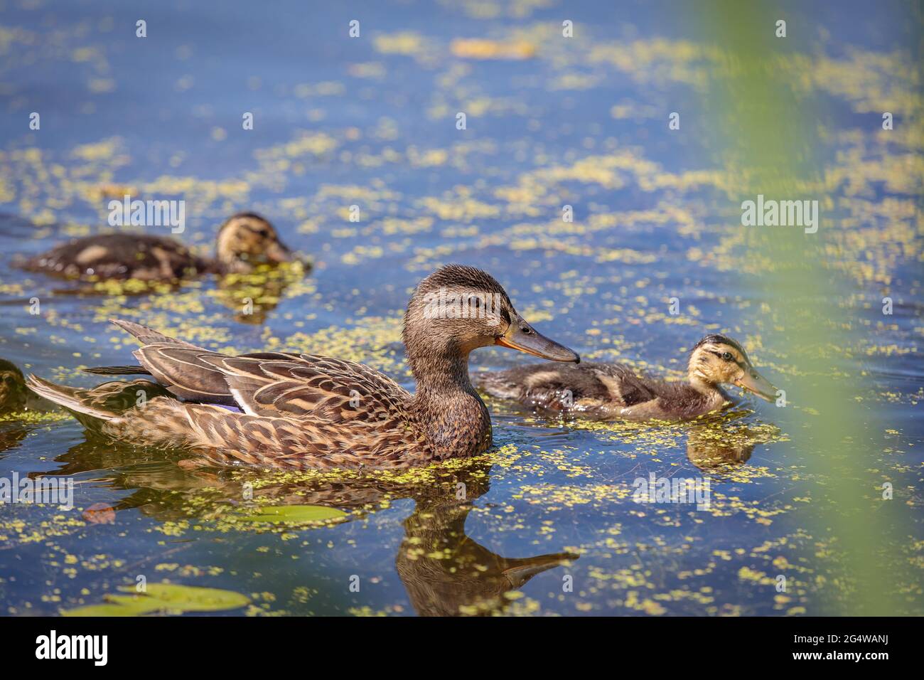 Ducklings mother swim hi-res stock photography and images - Alamy