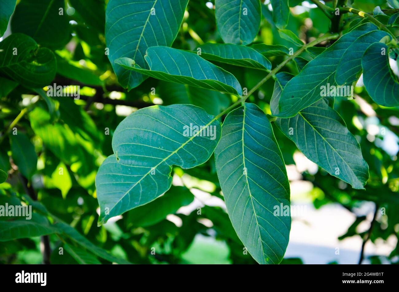 View from below into a lush vibrant green walnut tree full of branches ...