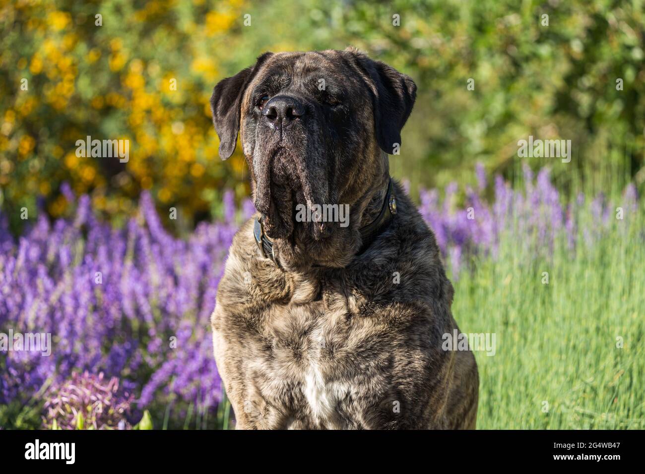 Brindle mastiff hi-res stock photography and images - Alamy