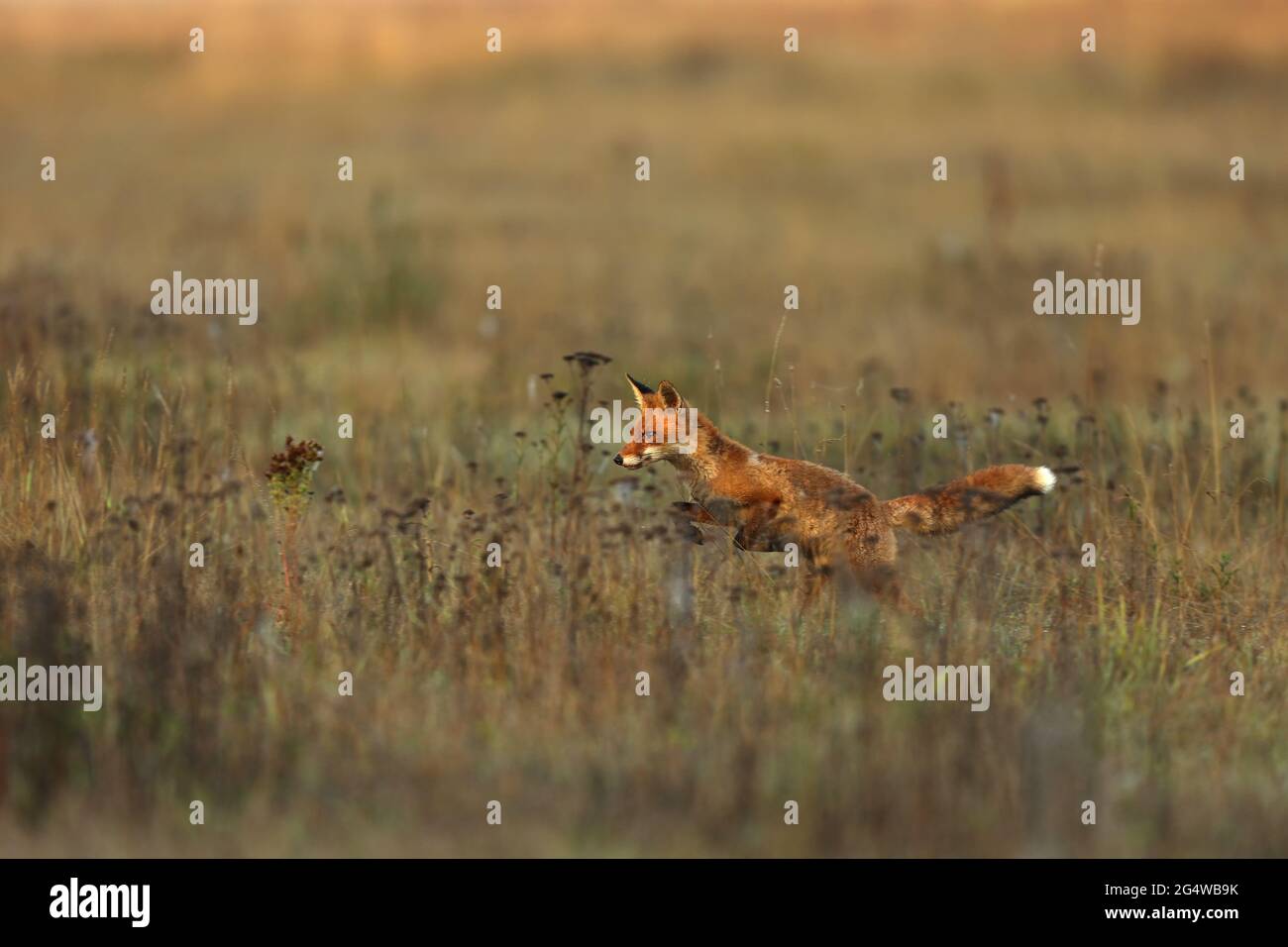 Red fox Vulpes vulpes looks for food in a meadow. Fox with orange fur ...