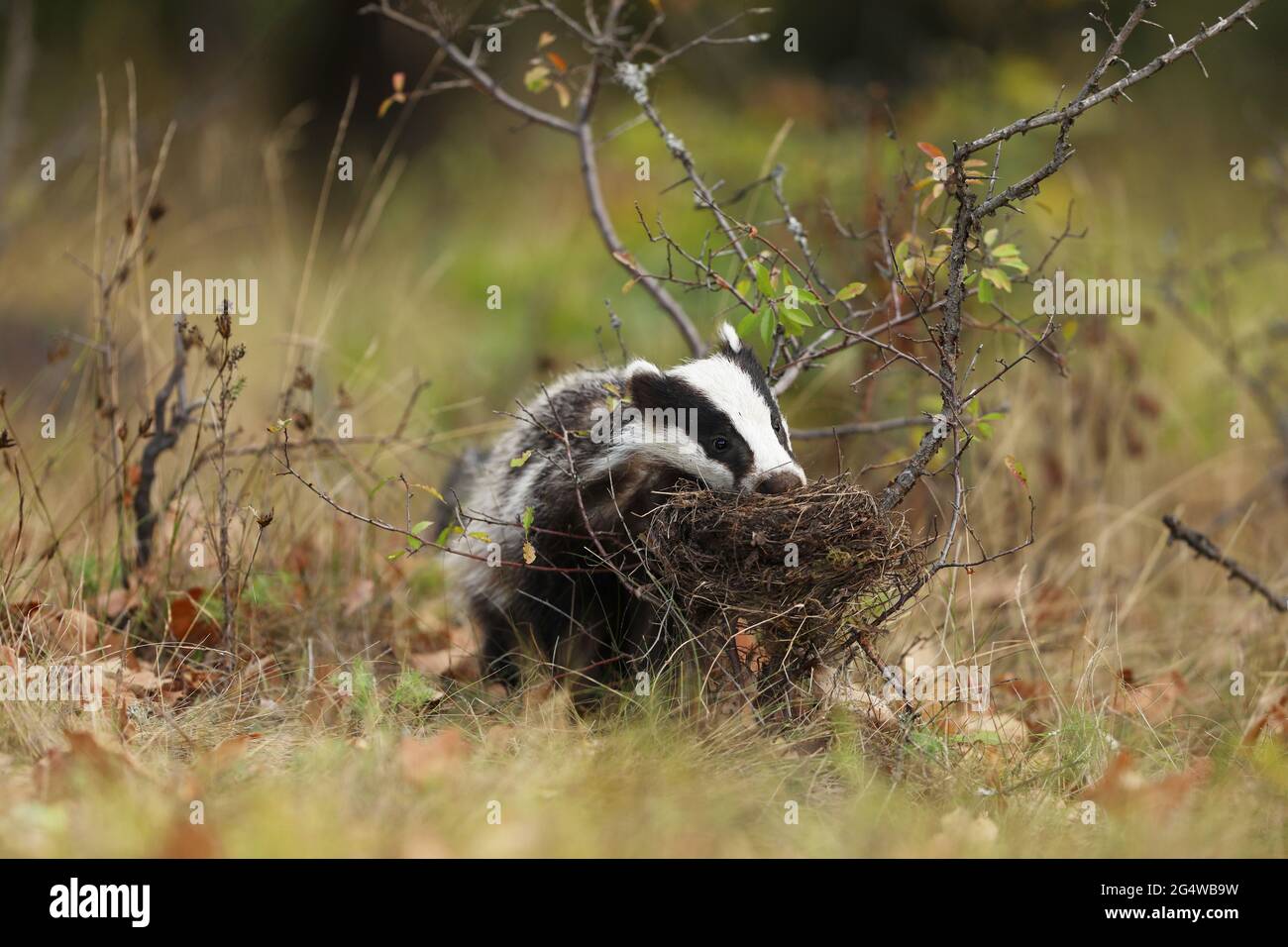 Badger baby hi-res stock photography and images - Alamy