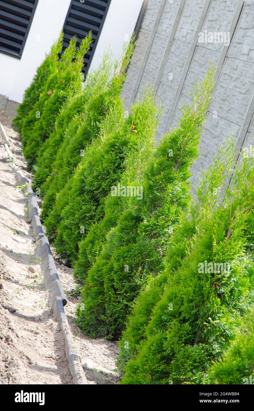 Green hedge of thuja trees. Green hedge of the tui tree. Nature Stock ...