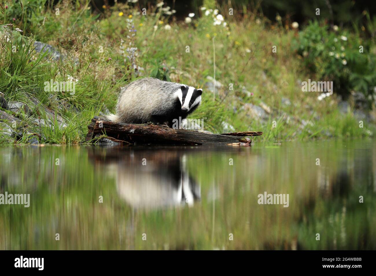 The European badger - Meles meles - is a powerfully built animal with a ...