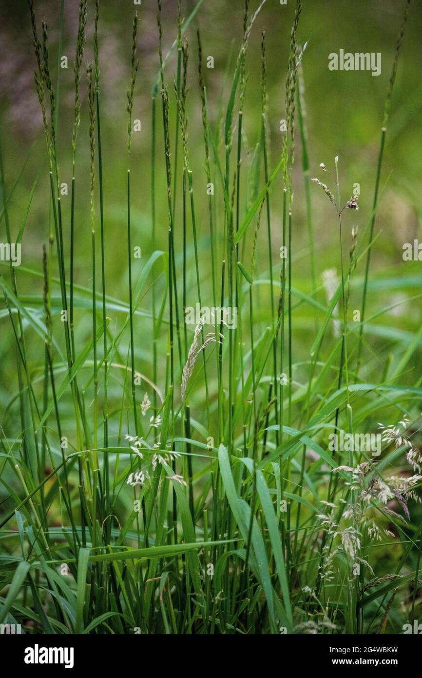 Long grass being allowed to grow and flower to attract birds, insects ...