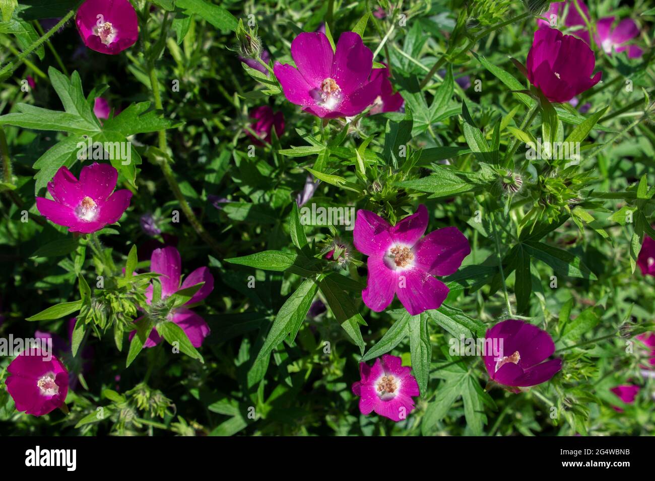 Poppy mallow flower hi-res stock photography and images - Alamy