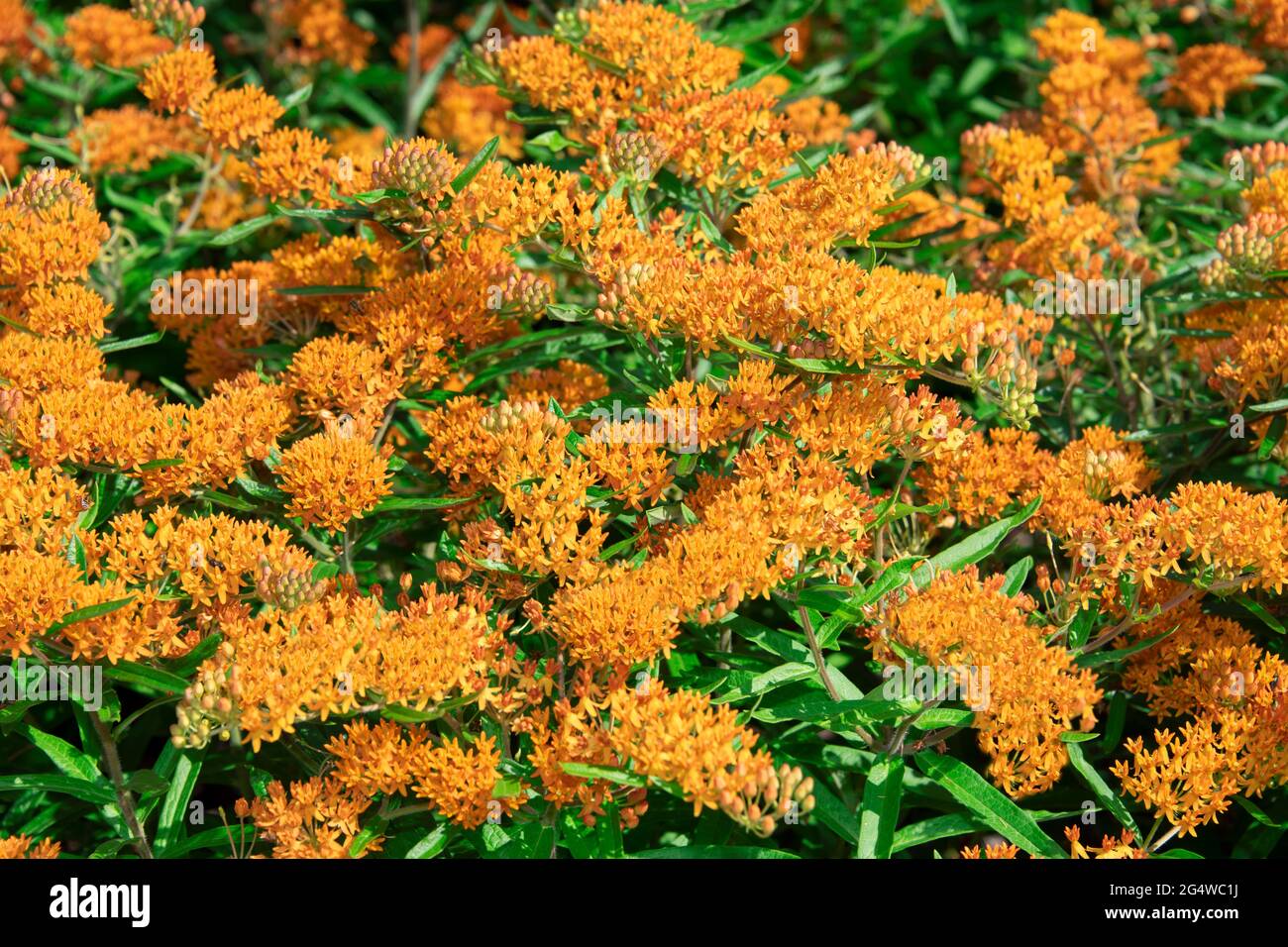Butterfly weed asclepias tuberosa hi-res stock photography and images ...